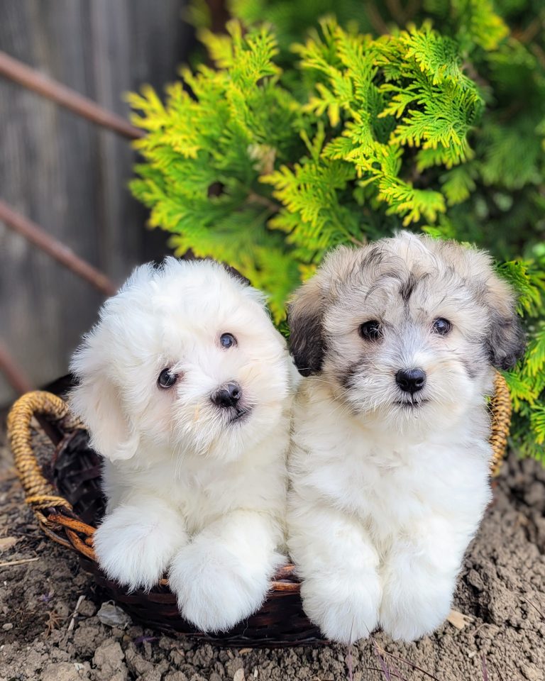 Cavapoo: Cavalier Poodle Mix Breed Guide & Care Tips