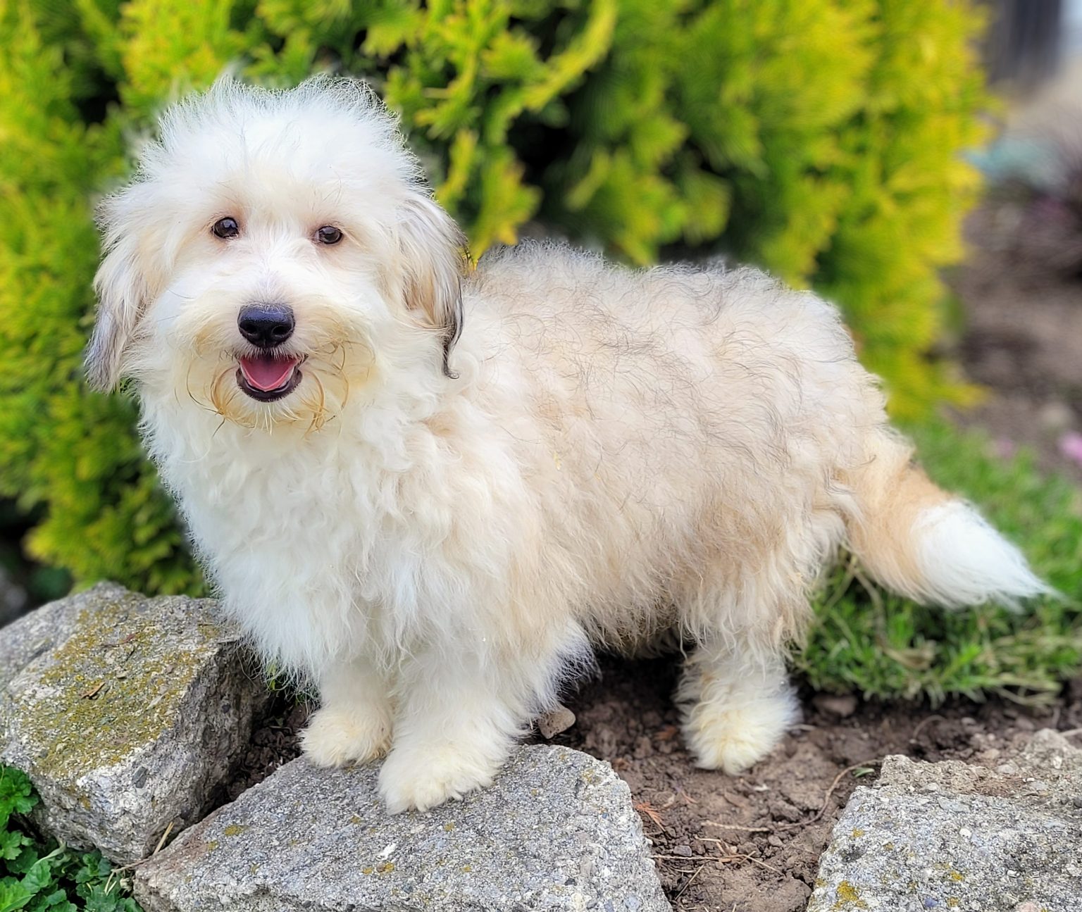 Cavapoo: Cavalier Poodle Mix Breed Guide & Care Tips