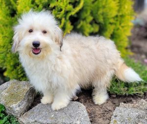 Cavapoo: Cavalier Poodle Mix Breed Guide & Care Tips