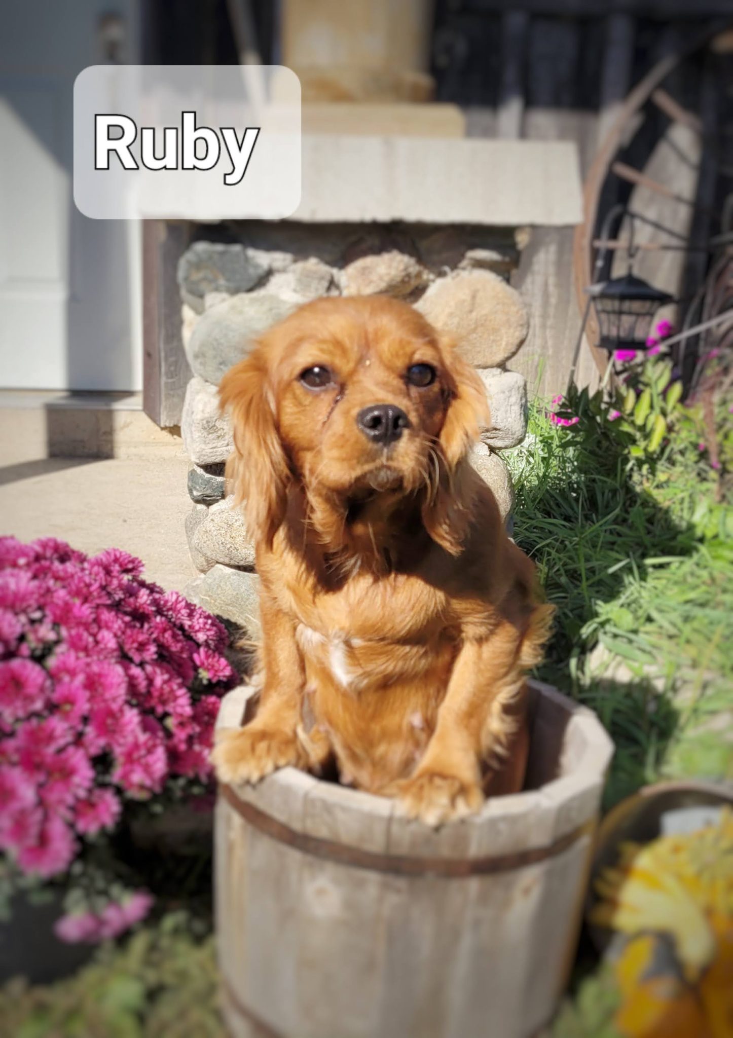 Ruby - Spruce Ridge Kennels