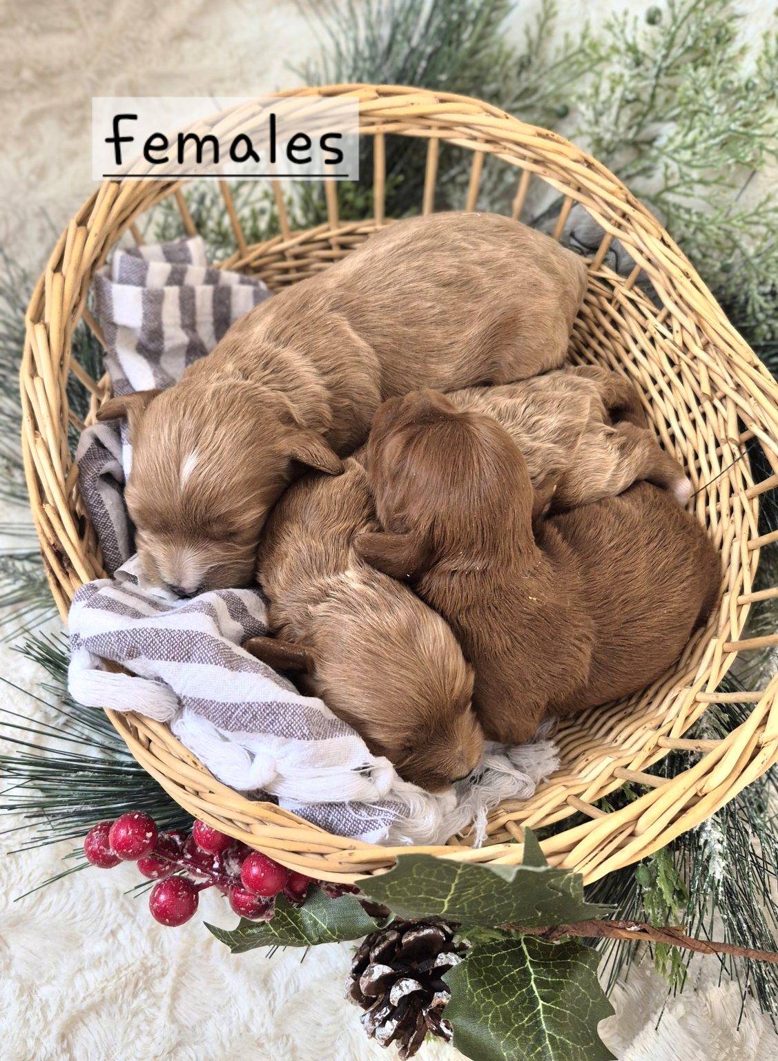 Cavapoo: Cavalier Poodle Mix Breed Guide & Care Tips