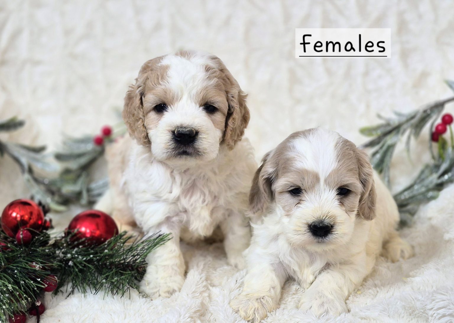 Cock-A-Chon (Cocker-Bichon) Puppies | Spruce Ridge Kennels