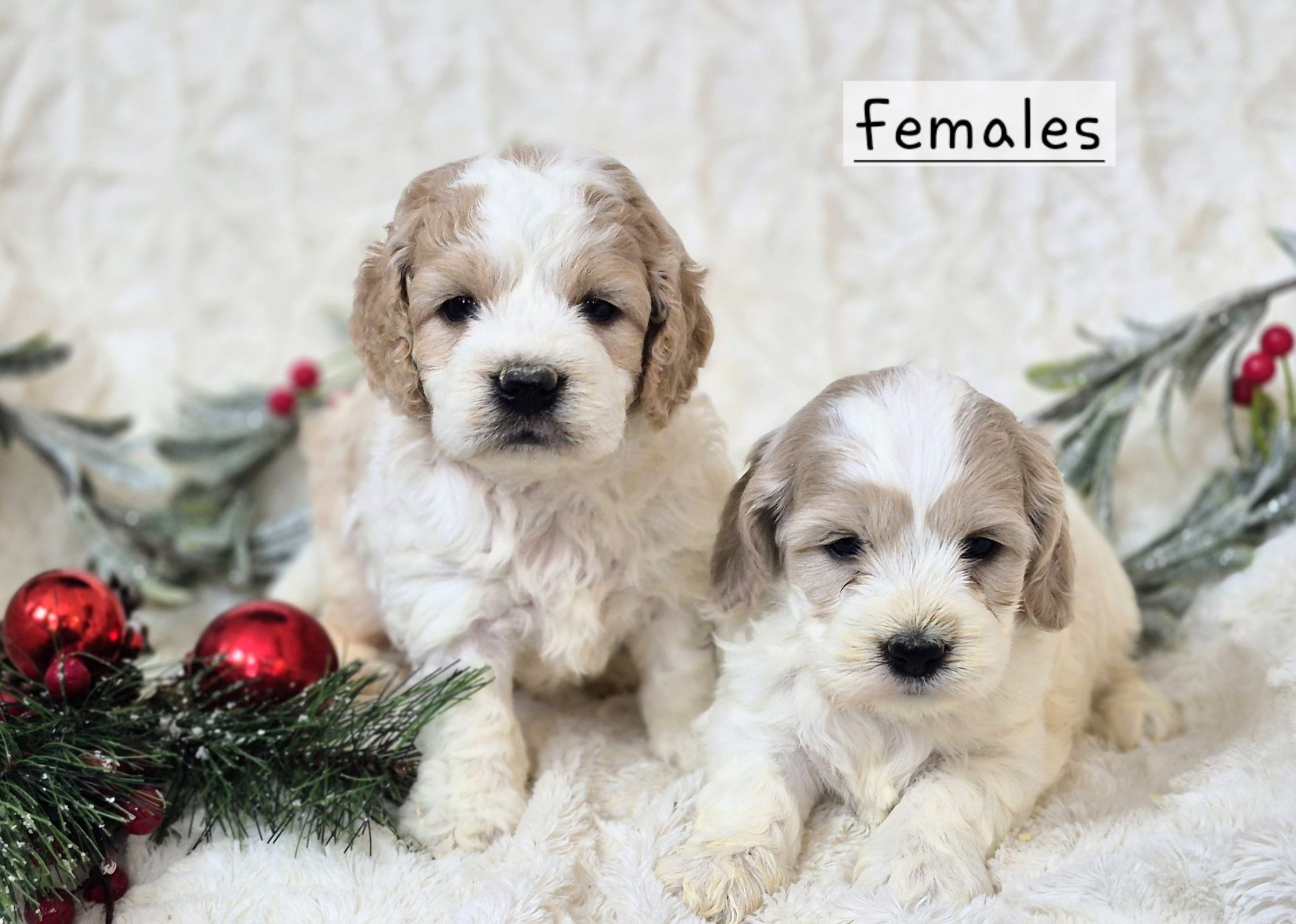 Cock-A-Chon (Cocker-Bichon) Puppies | Spruce Ridge Kennels